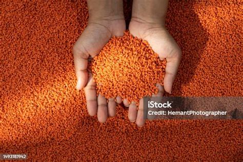 주황색 플라스틱 폴리머 알갱이를 들고 있는 여성의 손 클로즈업 플라스틱에 대한 스톡 사진 및 기타 이미지 플라스틱 과립