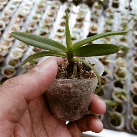 Jual Seedling Anggrek Vanda Hybrid Bibit Bunga Hibrida Sedling Hibrid Sleding Bisa Pilih Warna