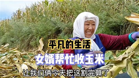 山区回族老奶奶女婿帮忙收玉米，老奶奶高兴坏了。 Youtube