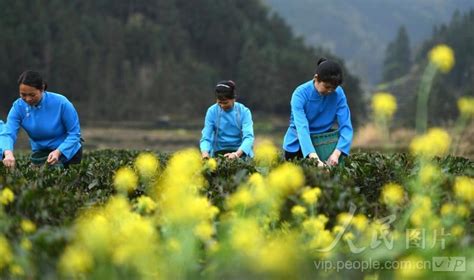 广西龙胜采摘春茶 人民图片网