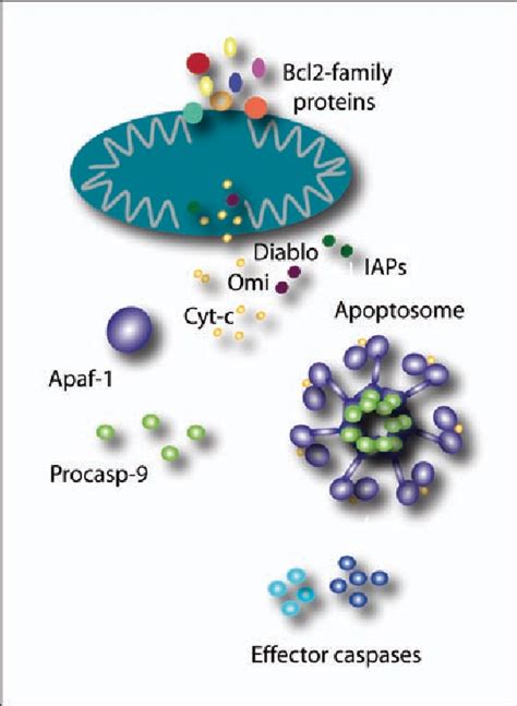 Figure 21 From Chapter 2 Apoptosome Structure And Regulation Semantic Scholar