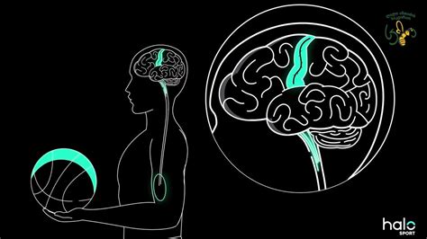 სწავლის ნეირომეცნიერება Youtube