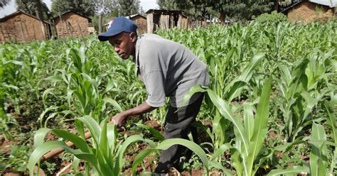 Laikipia Rural Voices Lrv Maize Farmers Cry Foul Over Hiked Labour
