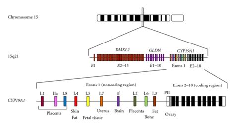 Simplified Schematic Representation Indicating The Genomic Structure Of Download Scientific