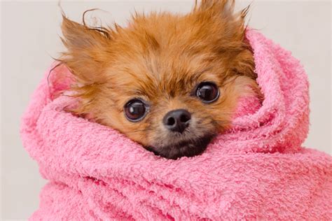 8 Dicas Para Acalmar Seu Cachorro Com Medo De Fogos De Artifício