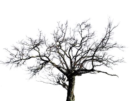 Free Leafless Tree Png Images