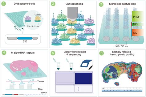Schematic Representation Of The Stereo‐seq Procedure Step 1 Design Of Download Scientific