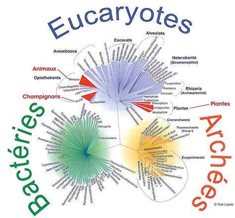 Introduction To Biological Classification Explanation Need Advantage Etc Artofit