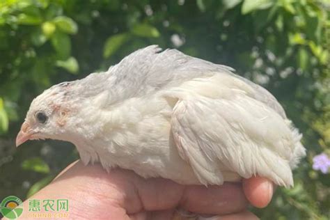 芦丁鸡下蛋前有什么征兆 惠农网