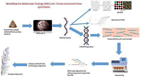 Frontiers Evaluation Of Droplet Digital Qrt Pcr Dd Qrt Pcr For Quantification Of Sars Cov 2