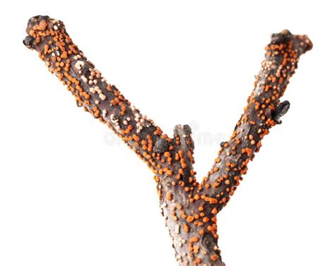 Disease On A Tree Branch Isolated On A White Background Stock Image Image Of Bark Lesion