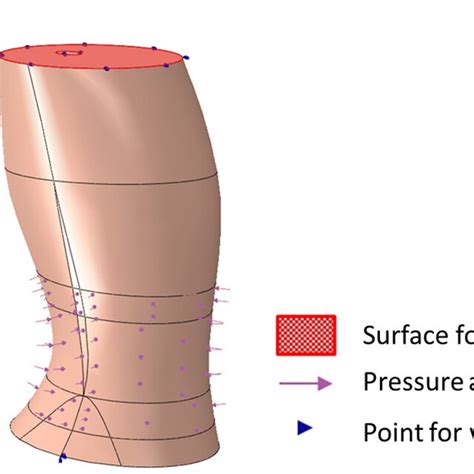 Representation Of Modelling Of Trunk Geometry And A Meshed Finite
