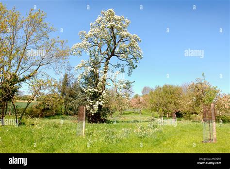 A Mature Barland Perry Pear Tree In Full Blossom In A Community Orchard