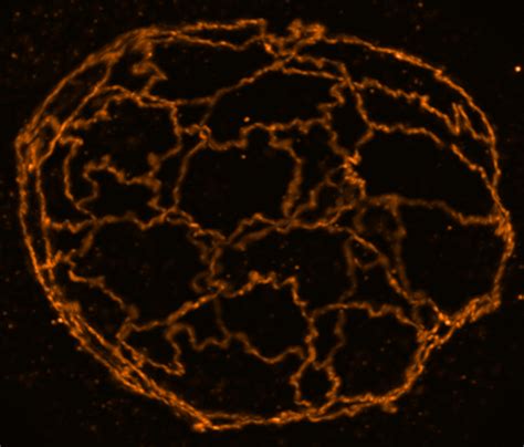 Molecular Organisation Of Cell Interfaces Rfi