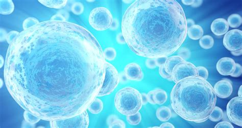 Reorganización De La Matriz Extracelular Durante La Herida Curación Y Su Impacto En Las