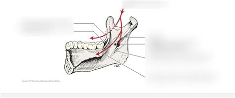 Buccal Nerve Diagram Quizlet