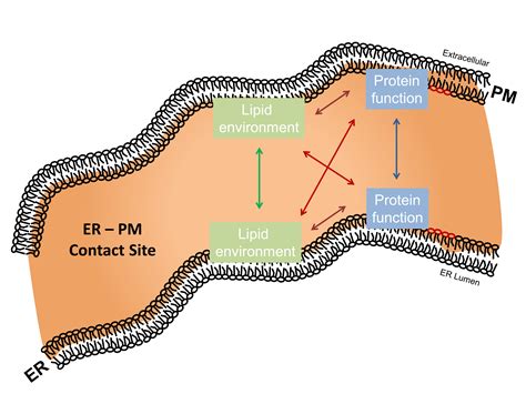Lumen Endoplasmic Reticulum Diagram