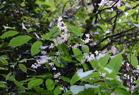 75 郁香野茉莉 河南珍稀植物 图片