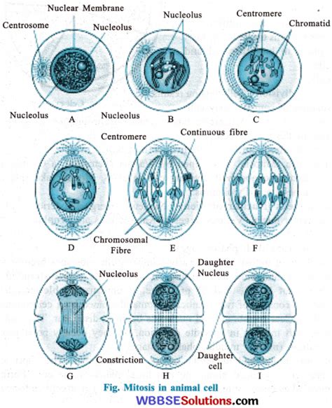 Wbbse Class 10 Life Science Solutions Chapter 2a Cell Division And Cell Cycle Wbbse Solutions