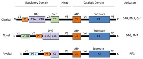 Schematic Sequence Of Protein Kinase C Pkc Isozymes Indicating The