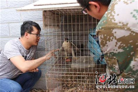 萬全鄉幹部救助受傷國家二級保護動物游隼 每日頭條