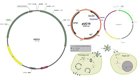 Rolling Circle Replication Mechanism Application Biology Notes Online