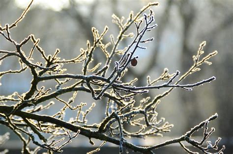 Free Images Tree Nature Branch Snow Winter Sunlight Leaf