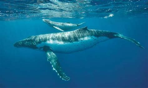 [if 사이언스 샷] 혹등고래의 베이비 붐… 온난화 덕에 임신율 높아져 Chosunbiz 테크 과학 바이오