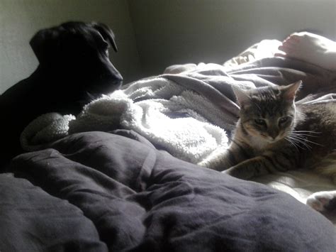 Even Though The Bed Is A Mess Loki And The Currently Unnamed Kitten Are Getting Along Imgur