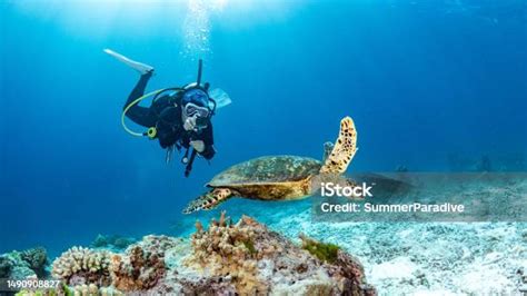 여성 스쿠버 다이버가 푸른 바다의 산호초 위를 헤엄치는 대모거북의 사진을 찍고 있다 해양 생물과 수중 세계 개념 스쿠버 다이빙에