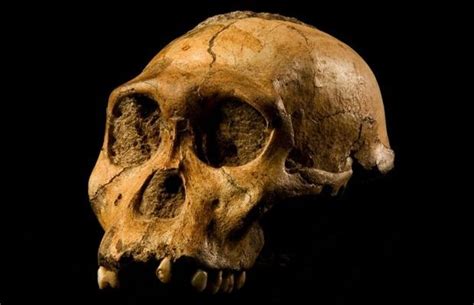 Fossils That Have Allowed Us To Partially Reconstruct Human Evolution