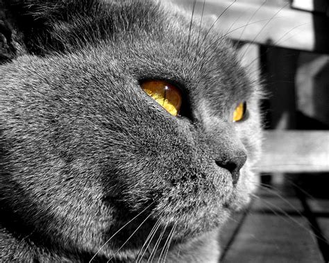 350 4k Коти шпалери на робочий стіл Скачати Безкоштовно заставки