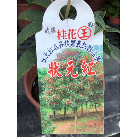 武藤 狀元紅 桂花5吋盆多年生常綠花香小喬木 丹桂類最艷品種 蝦皮購物