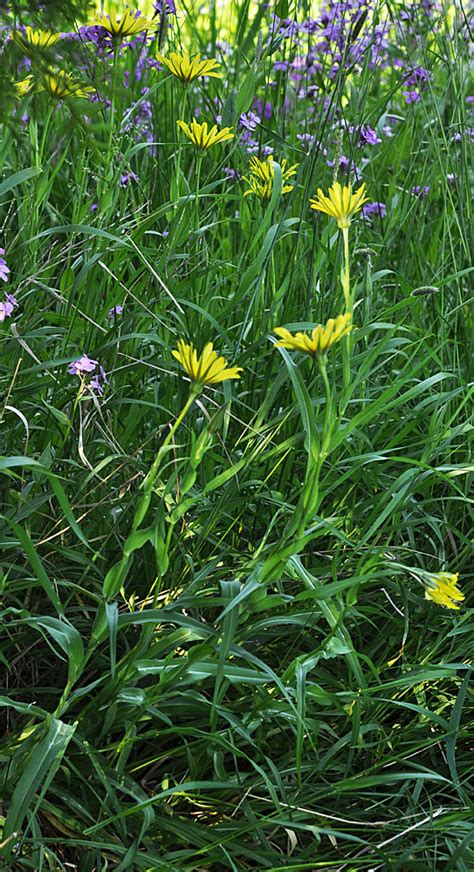 Tragopogon Floccosus Flora Of Eastern Washington And Adjacent Idaho