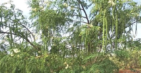 How To Grow The Moringa Tree Moringa Products
