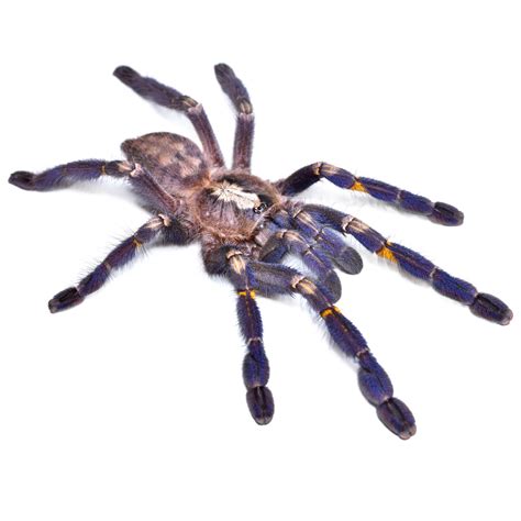Ornamental Tarantula Species Poecilotheria Metallica Gooty Sapphire