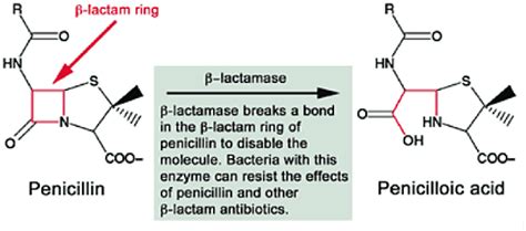 Cross Reactivity Of Beta Lactam Antibiotics