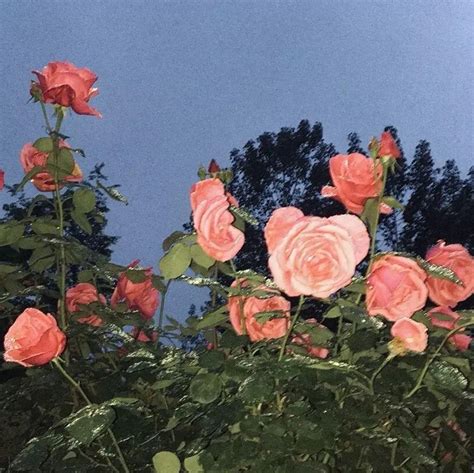 盘点那些ins鲜花背景图｜极致浪漫且高级 知乎
