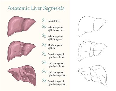Anatomic Liver Segments Flat Illustration 48047859 Vector Art At Vecteezy
