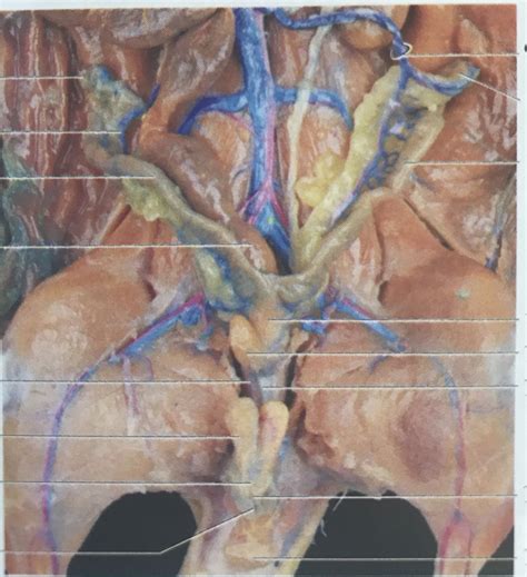 Rat Urogenital System Female Diagram Quizlet