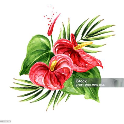 야자수 잎과 안투륨 꽃열대 여름 꽃다발 흰색 배경에 격리 된 수채화 손으로 그린 그림 0명에 대한 스톡 벡터 아트 및 기타