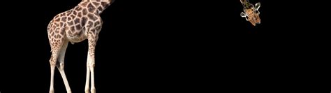 Split Screen Wallpapers Top Free Split Screen Backgrounds WallpaperAccess