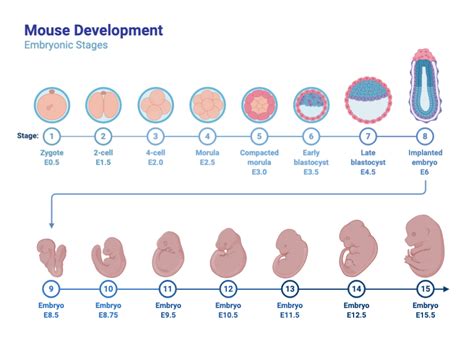 Mouse Development Embryonic Stages Biorender Science Templates