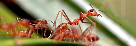 Combinatorial Problems And Ant Colony Optimization Algorithm Nemisa Ai