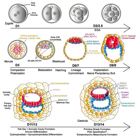 Human Zygote Development Stages