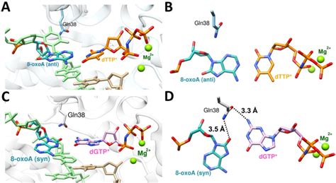 The Active Site Structures Of Polη Complexed With 8 Oxoa And The