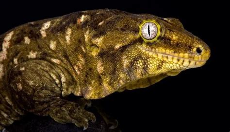 Leachie Gecko Care Guide Wiki Indians Amino