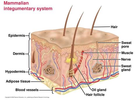 Annotated Illustration Of The Integumentary System