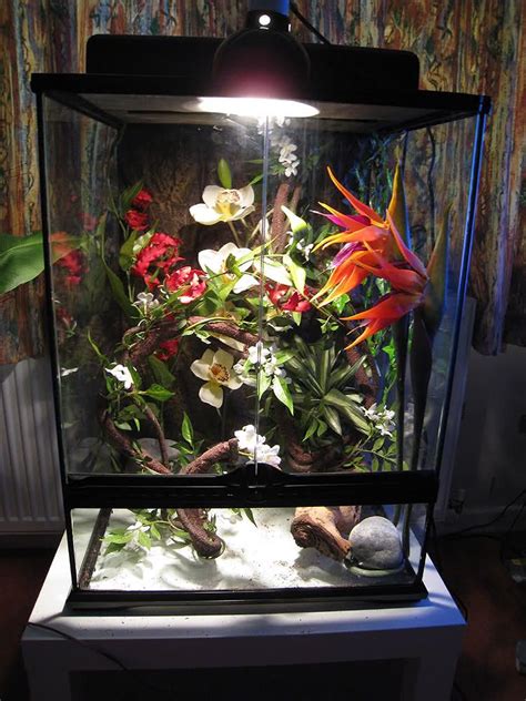 What S In My White S Tree Frog Setup Picture Heavy Reptile Forums Whites Tree Frog Tree