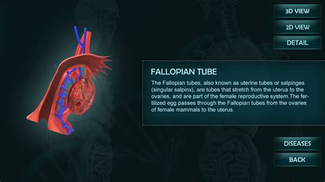 Female Reproductive System Reproductive 3d Models For Android Download